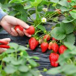 Árvore de Morango: Plantação de Pés de Morango e Dicas | Mundo Ecologia