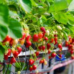 Árvore de Morango: Plantação de Pés de Morango e Dicas | Mundo Ecologia