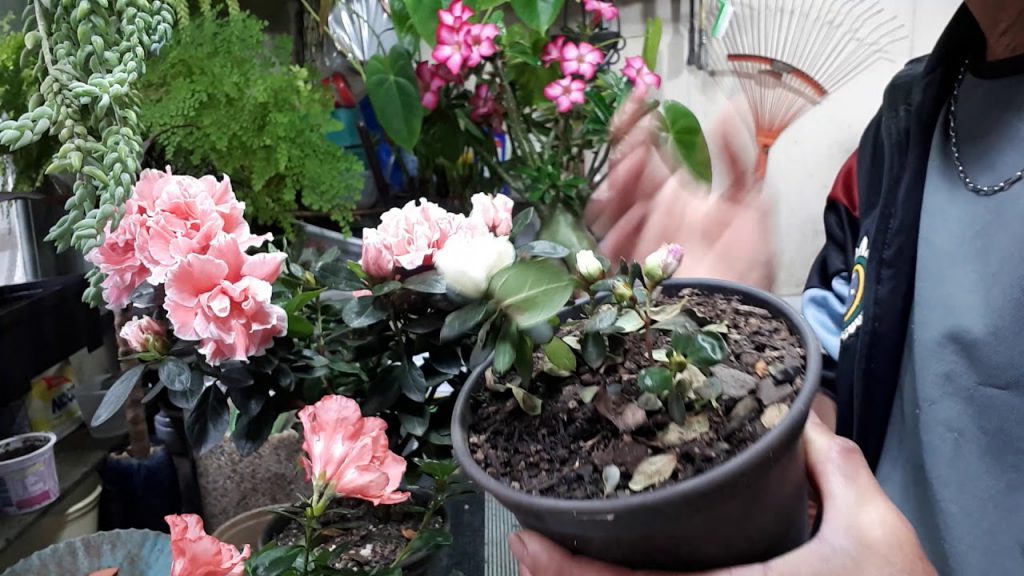 Planta Azaleia Mini: Altura, Tamanho, Características E Fotos | Mundo ...