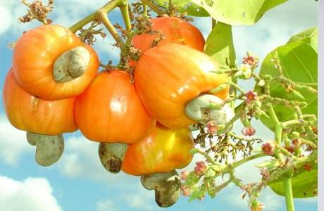 Produção de Caju no Brasil Por Hectare IBGE: Maiores Produtores – Mundo ...