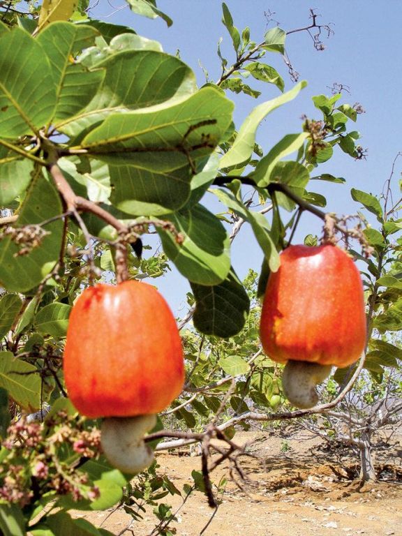 Produção de Caju no Brasil Por Hectare IBGE: Maiores Produtores – Mundo ...