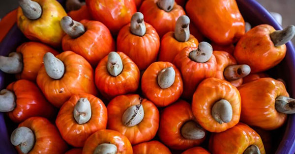 Produção de Caju no Brasil Por Hectare IBGE: Maiores Produtores – Mundo ...