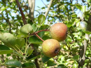 Tipos de Pera: Variedades e Especies Com Nomes e Fotos | Mundo Ecologia