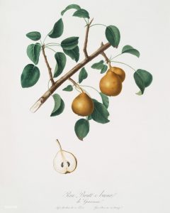 Tipos de Pera: Variedades e Especies Com Nomes e Fotos | Mundo Ecologia