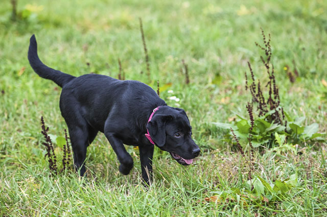 Labrador: Peso, Tamanho, Cores, Ficha Técnica e Fotos – Mundo Ecologia