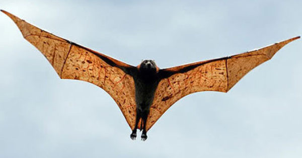 Raposa Voadora de Cabeça Cinzenta: Características e Fotos | Mundo Ecologia