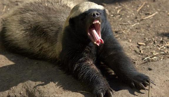 Curiosidades Sobre O Ratel E Fatos Interessantes | Mundo Ecologia