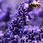 Tudo Sobre a Alfazema: Características, Nome Cientifico e Fotos | Mundo ...