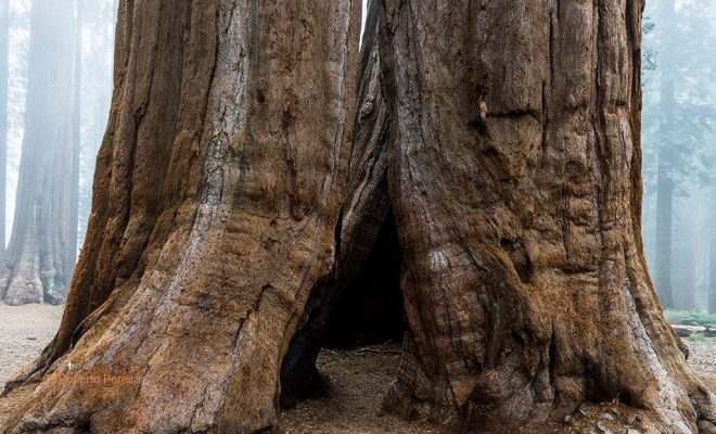 Sequoia-Gigante Metasequoia: Características e Fotos | Mundo Ecologia