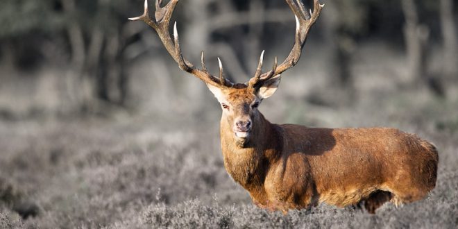 Alce: Caraterísticas, Nome Científico e Fotos | Mundo Ecologia