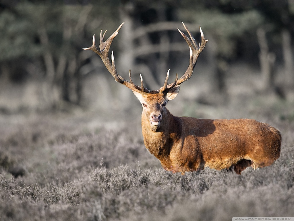 Alce: Caraterísticas, Nome Científico e Fotos – Mundo Ecologia