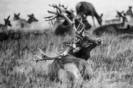 Alce: Caraterísticas, Nome Científico e Fotos – Mundo Ecologia