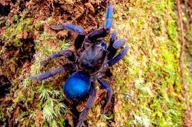 Tarântula Azul Brasileira é Venenosa? Características e Nome Científico ...