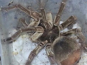 Aranha Tarântula Filhotes e Reprodução | Mundo Ecologia