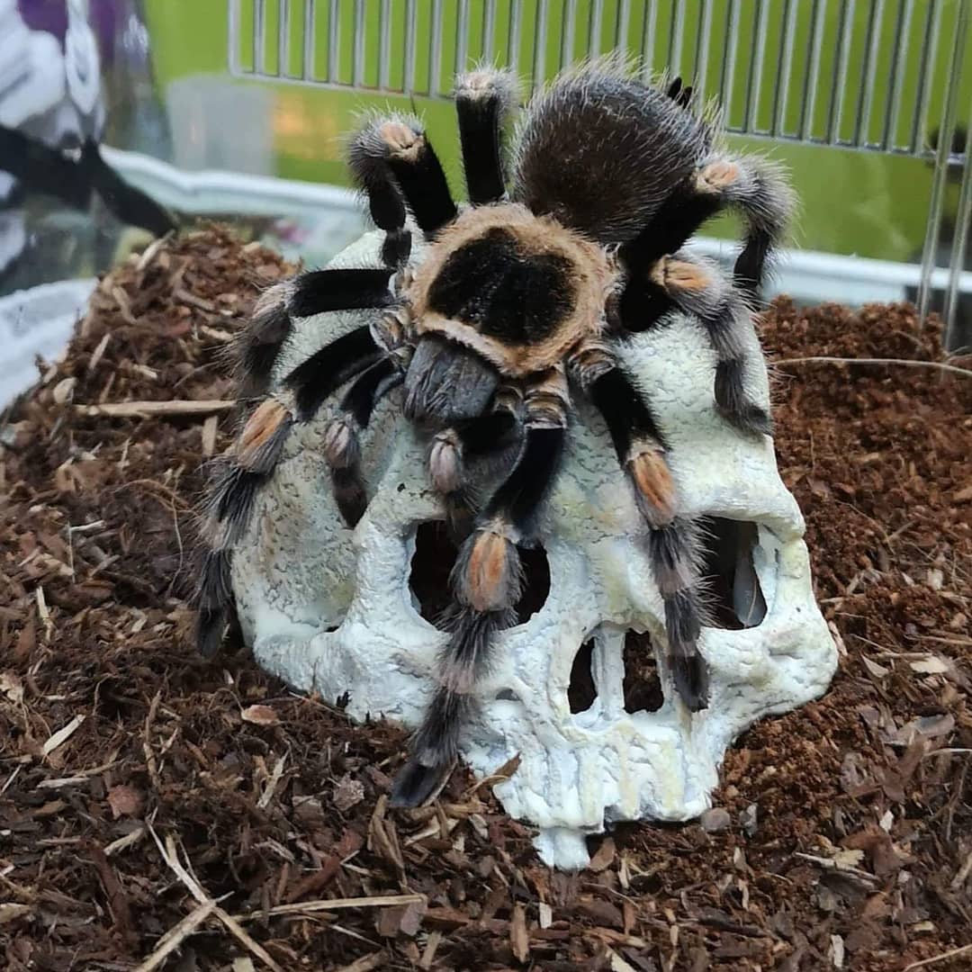 Aranha Tarântula Filhotes e Reprodução | Mundo Ecologia