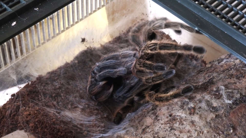 Aranha Tarântula Filhotes e Reprodução | Mundo Ecologia