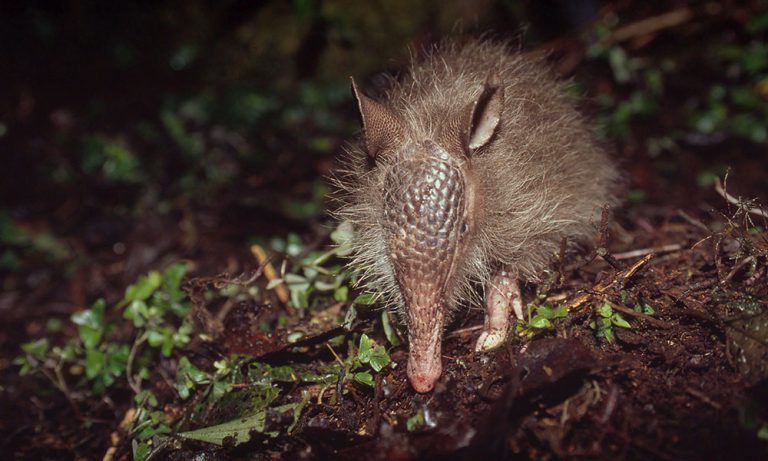 Tipos de Tatu: Espécies com Nomes Científicos e Fotos | Mundo Ecologia