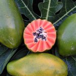 Qual a Melhor Época Para a Colheita do Mamão | Mundo Ecologia