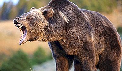 Urso é um Canídeo? É Mamífero? Qual Sua Classificação? – Mundo Ecologia