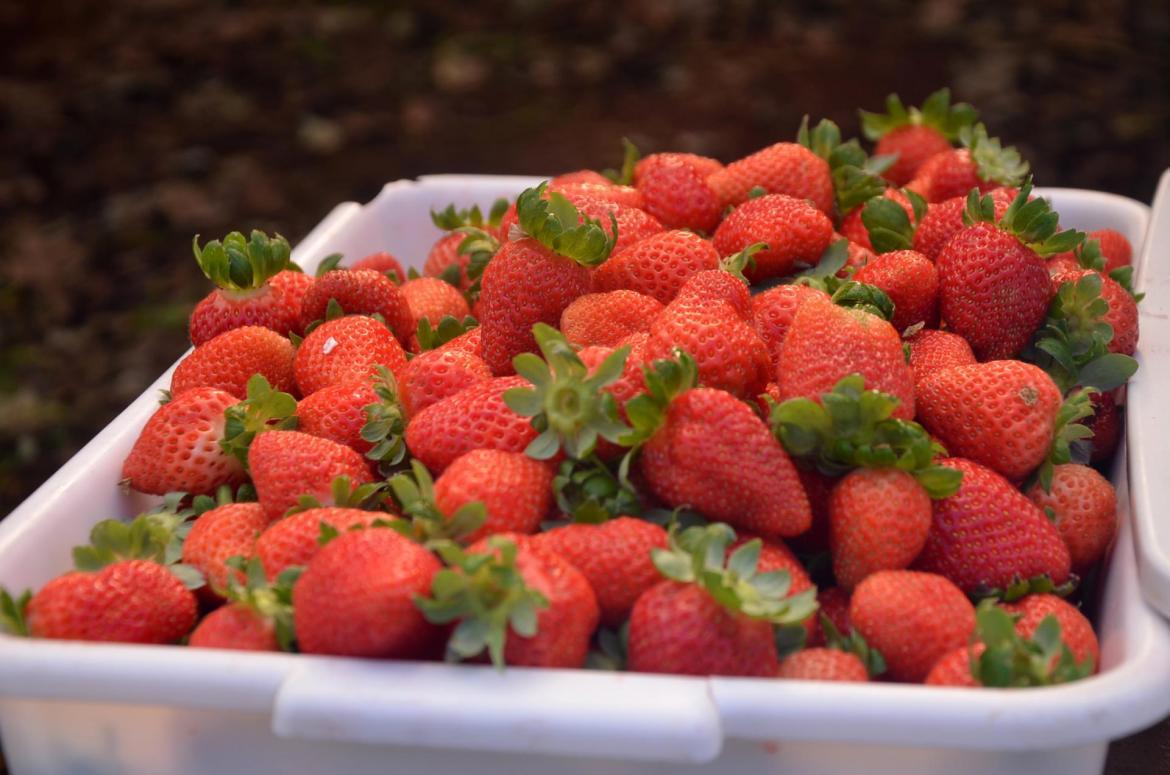 Morango Variedade Ventana: Características, Mudas e Nome Cientifico ...