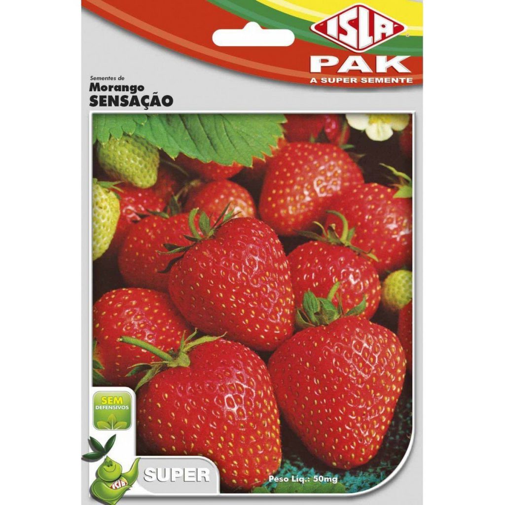 Morango Variedade Ventana: Características, Mudas e Nome Cientifico ...