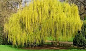 Árvore Chorão Flor Vermelha: Características e Fotos | Mundo Ecologia