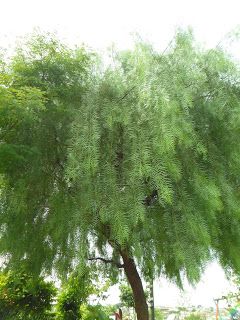 Árvore Chorão Flor Vermelha: Características e Fotos | Mundo Ecologia