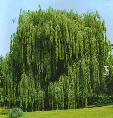 Árvore Chorão Flor Vermelha: Características e Fotos | Mundo Ecologia