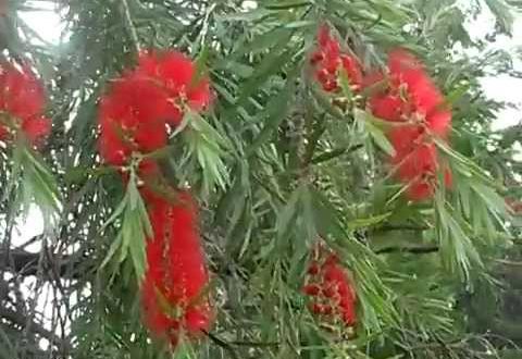 Árvore Chorão Flor Vermelha: Características e Fotos | Mundo Ecologia