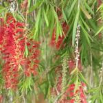 Árvore Chorão Flor Vermelha: Características e Fotos | Mundo Ecologia