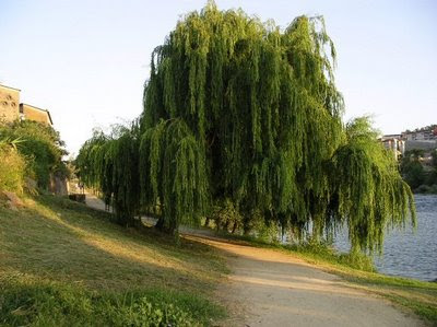 Árvore Chorão Flor Vermelha: Características e Fotos | Mundo Ecologia