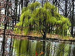 Árvore Chorão Flor Vermelha: Características e Fotos | Mundo Ecologia