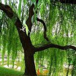 Árvore Chorão Flor Vermelha: Características e Fotos | Mundo Ecologia