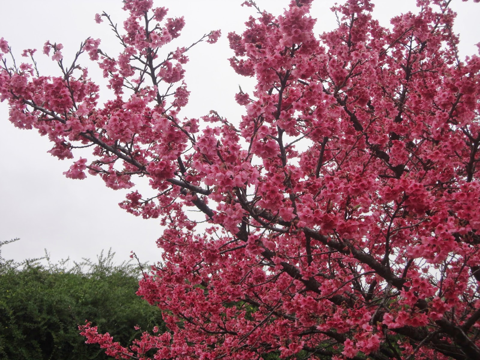 Flor de Pessegueiro: Época de Florada, Características e Fotos – Mundo ...