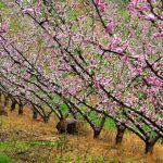 Flor de Pessegueiro: Época de Florada, Características e Fotos – Mundo ...