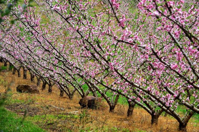 Flor de Pessegueiro: Época de Florada, Características e Fotos – Mundo ...
