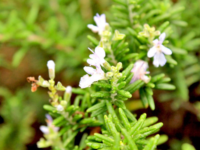Tipos de Alecrim e Variedades com Nome, Características e Fotos | Mundo ...