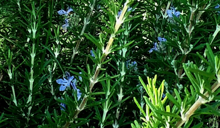 Tipos de Alecrim e Variedades com Nome, Características e Fotos | Mundo ...