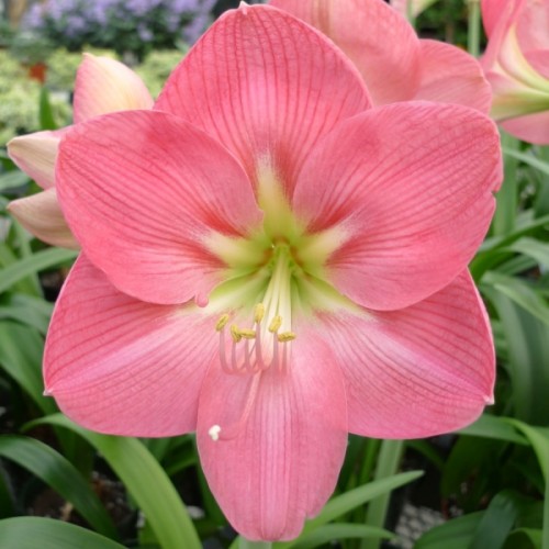 Como Fazer Muda de Amarílis? Como Cultivar? Como Reproduzir? | Mundo ...