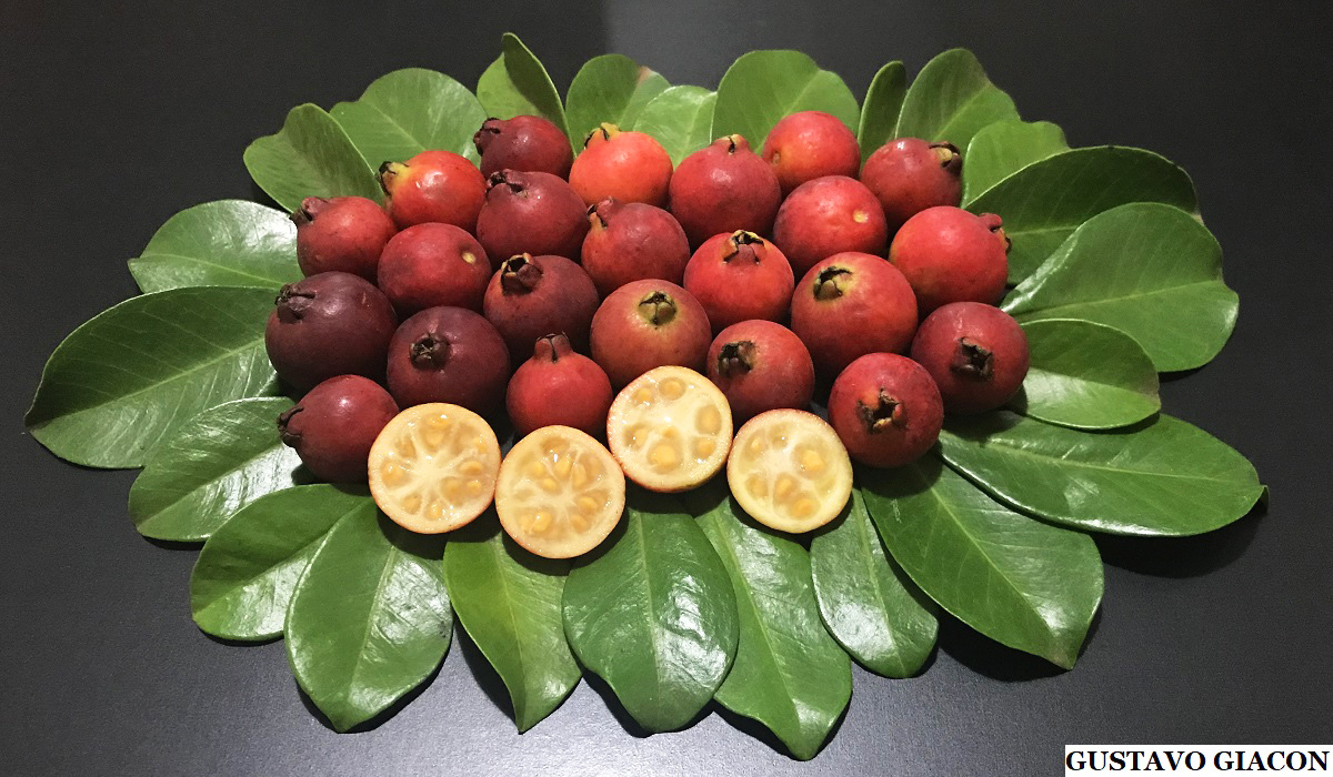 Araçá Vermelho: Pé, Características, Benefícios e Nome Científico ...