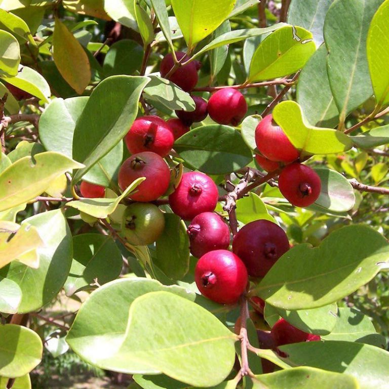 Tipos e Variedades de Araçá no Brasil e no Mundo – Mundo Ecologia