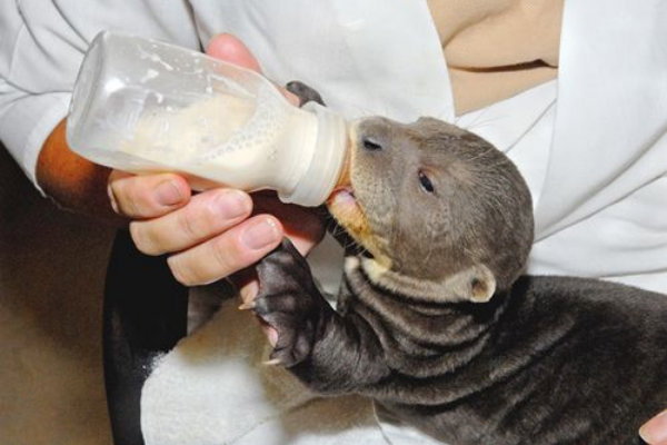 História da Ariranha e Origem do Animal | Mundo Ecologia