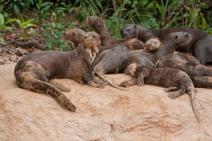 Ariranha: Curiosidades E Fatos Interessantes Sobre Esse Animal – Mundo ...