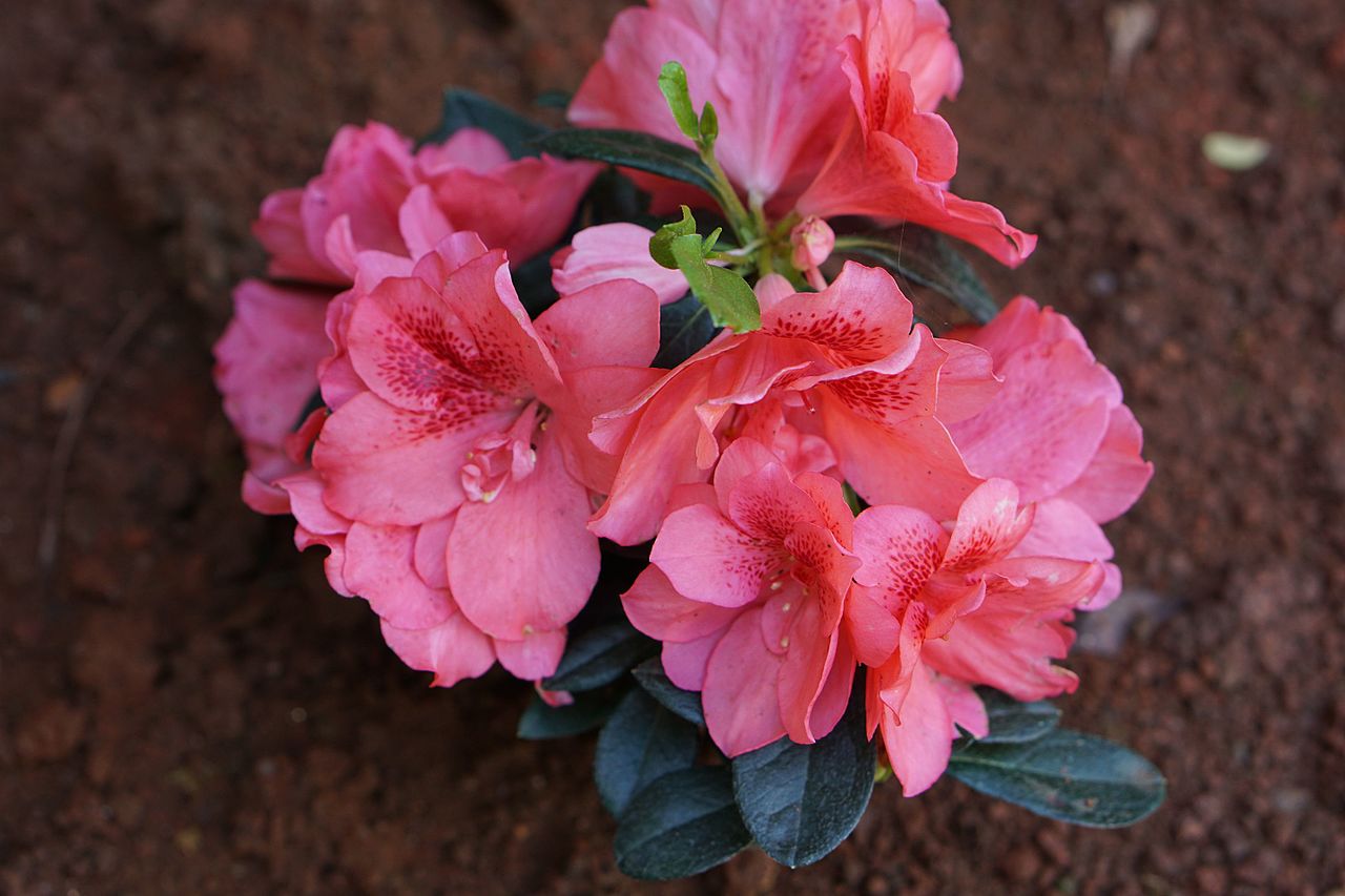 Como Plantar Azaléia no Chão, em Vasos e por Eustaquia? | Mundo Ecologia