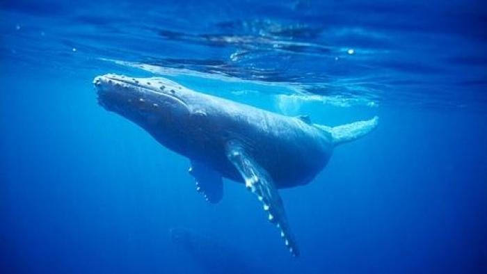 Baleia Comum: Características, Peso, Tamanho, Hábitos e Fotos | Mundo ...