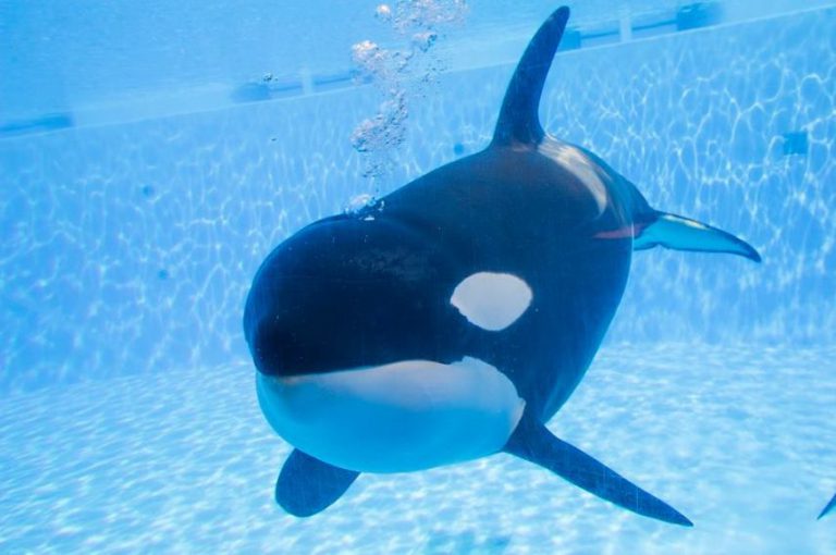 Baleia Orca: Elas Atacam? Curiosidades, Peso, Tamanho e Fotos – Mundo ...