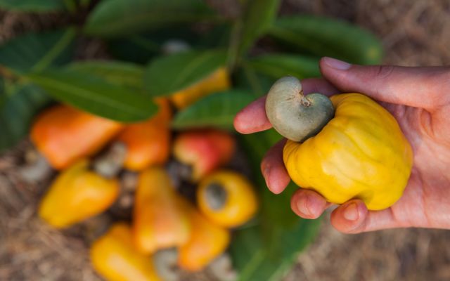 Cajueiro do Campo: Características, Nome Científico e Fotos | Mundo ...