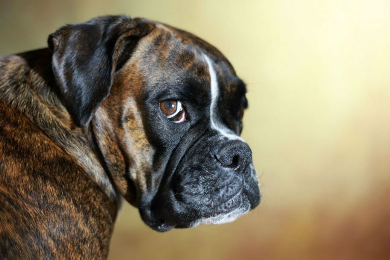 Cachorro Boxer Preto: Fotos, Cuidados e Filhotes – Mundo Ecologia