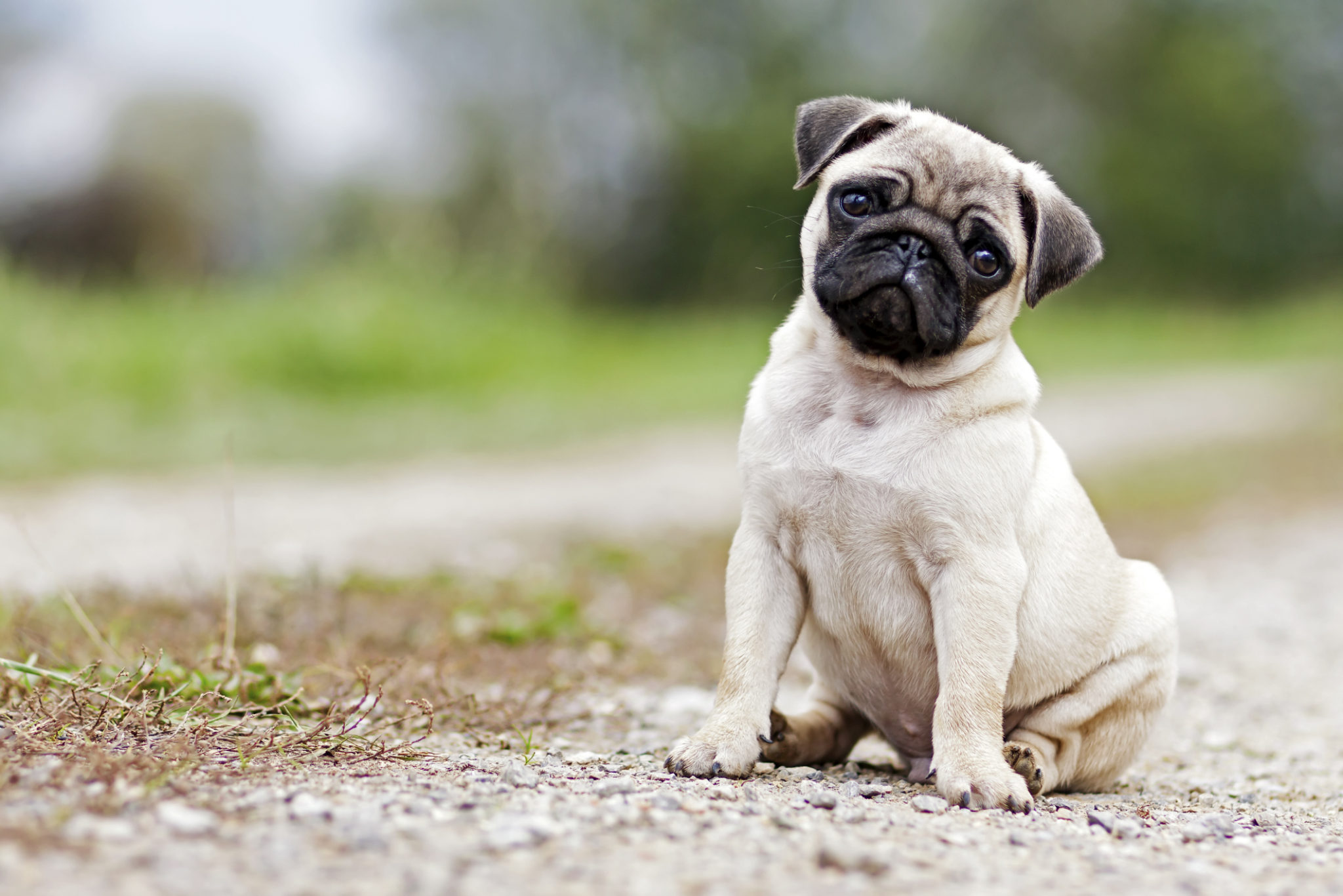 Origem do Cachorro da Raça Pug, História e de Onde Vem o Nome | Mundo ...