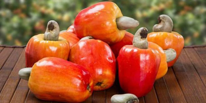 Caju Benefícios e Malefícios | Mundo Ecologia